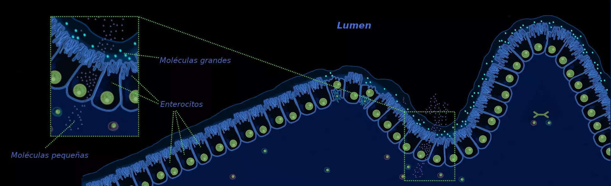 Permeabilidad intestinal aumentada. Entendiendo la barrera intestinal.